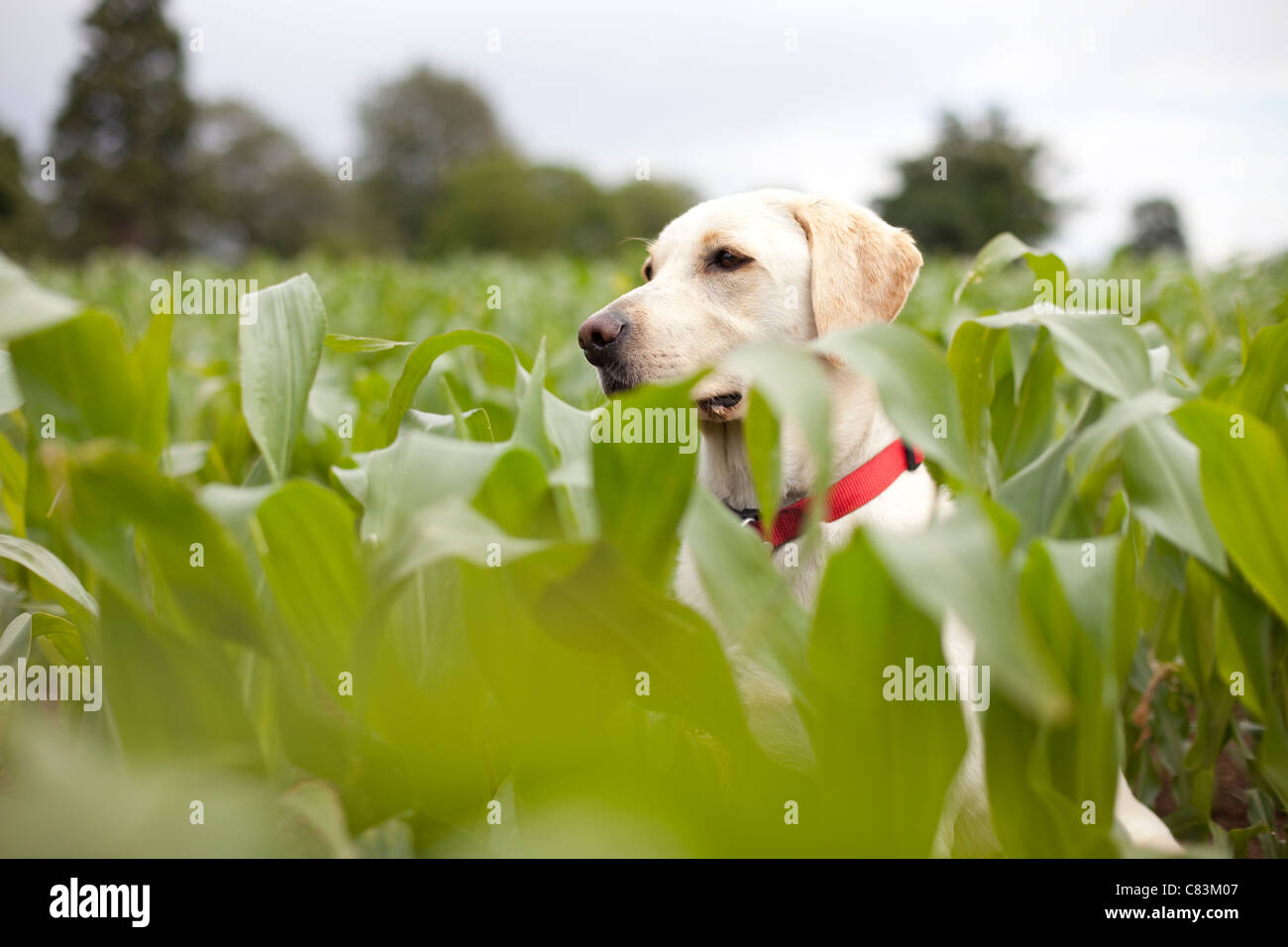 Labrador in a Corn Field Stock Photo - Alamy