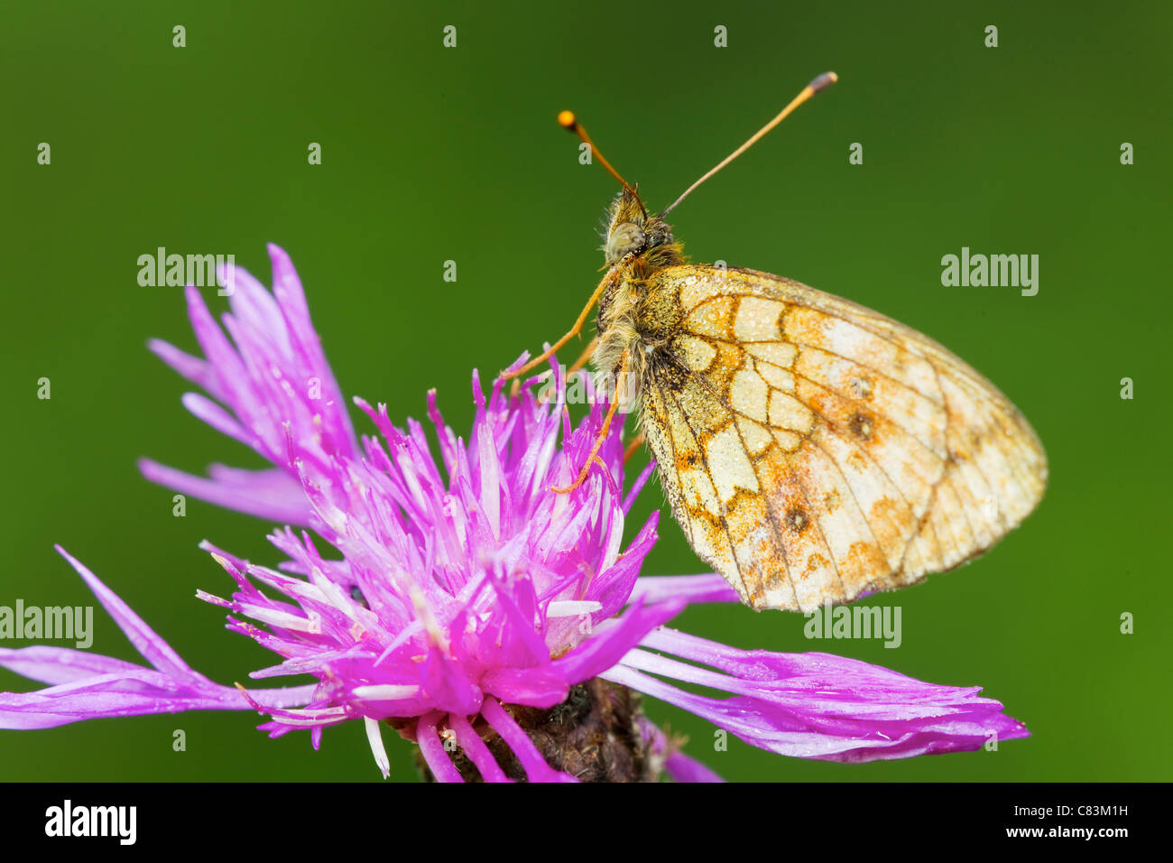 Marsh Fritillary on blossom / Euphydryas aurinia Stock Photo - Alamy