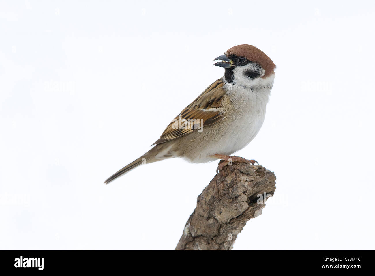 Eurasian tree sparrow standing hi-res stock photography and images - Alamy