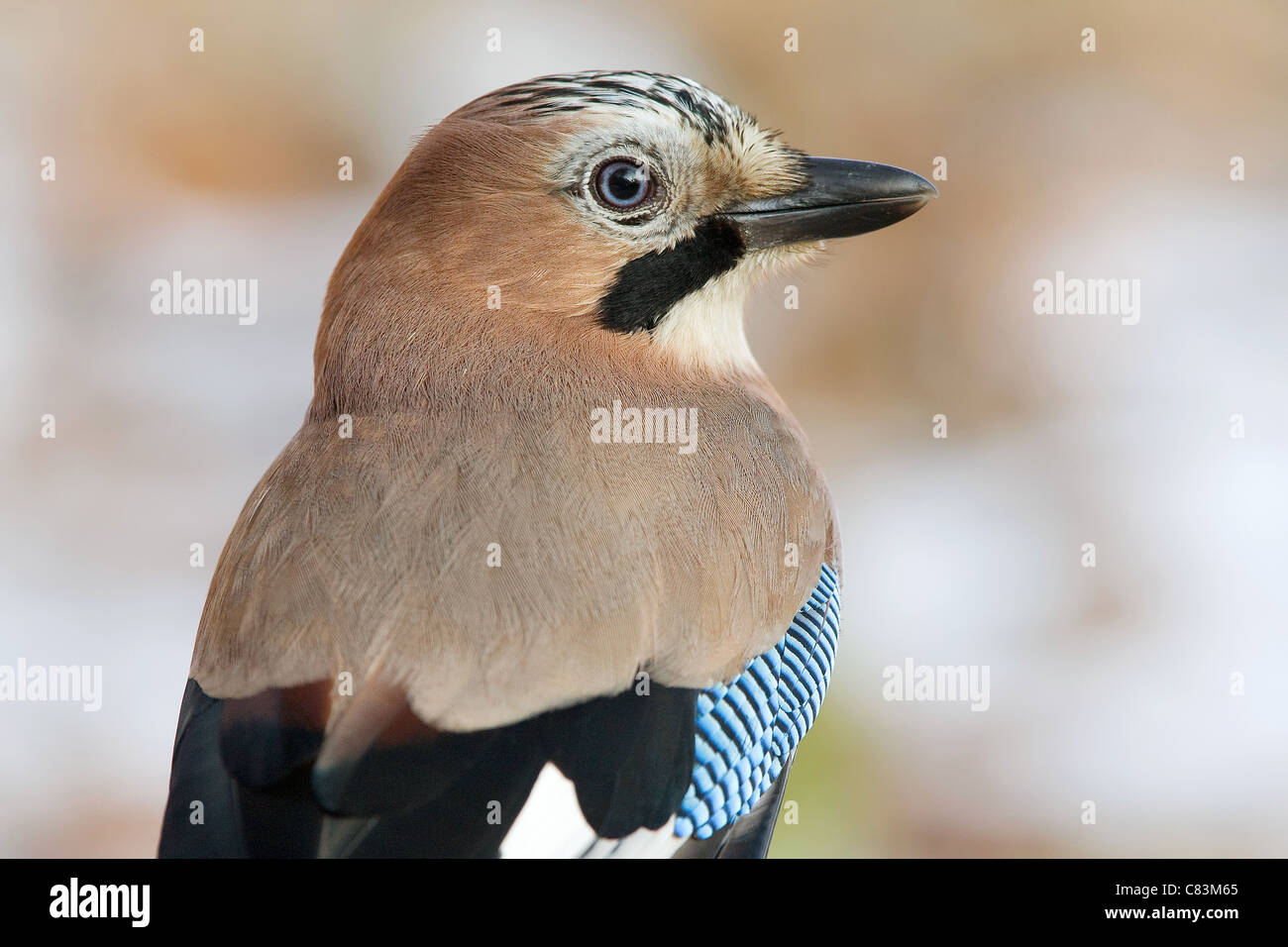 Eurasian Jay - portrait / Garrulus glandarius Stock Photo - Alamy