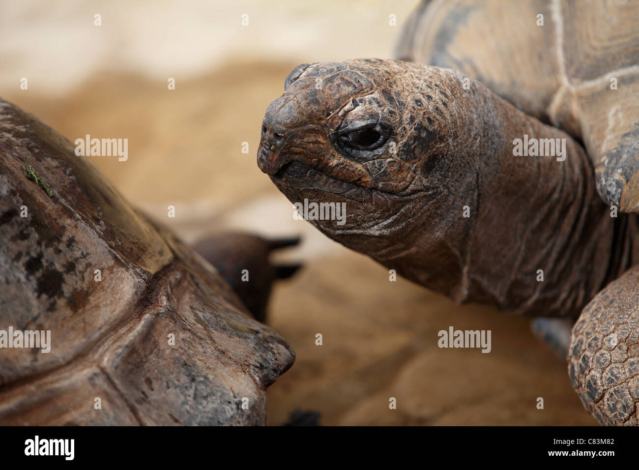 Land tortoise hi-res stock photography and images - Alamy