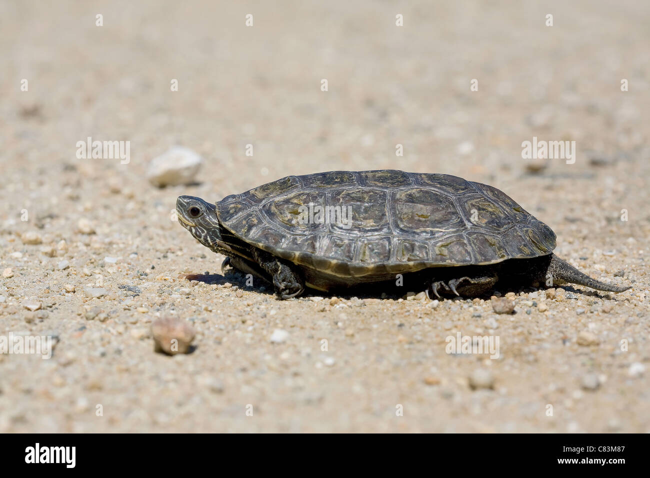 Balkan pond turtle hi-res stock photography and images - Alamy