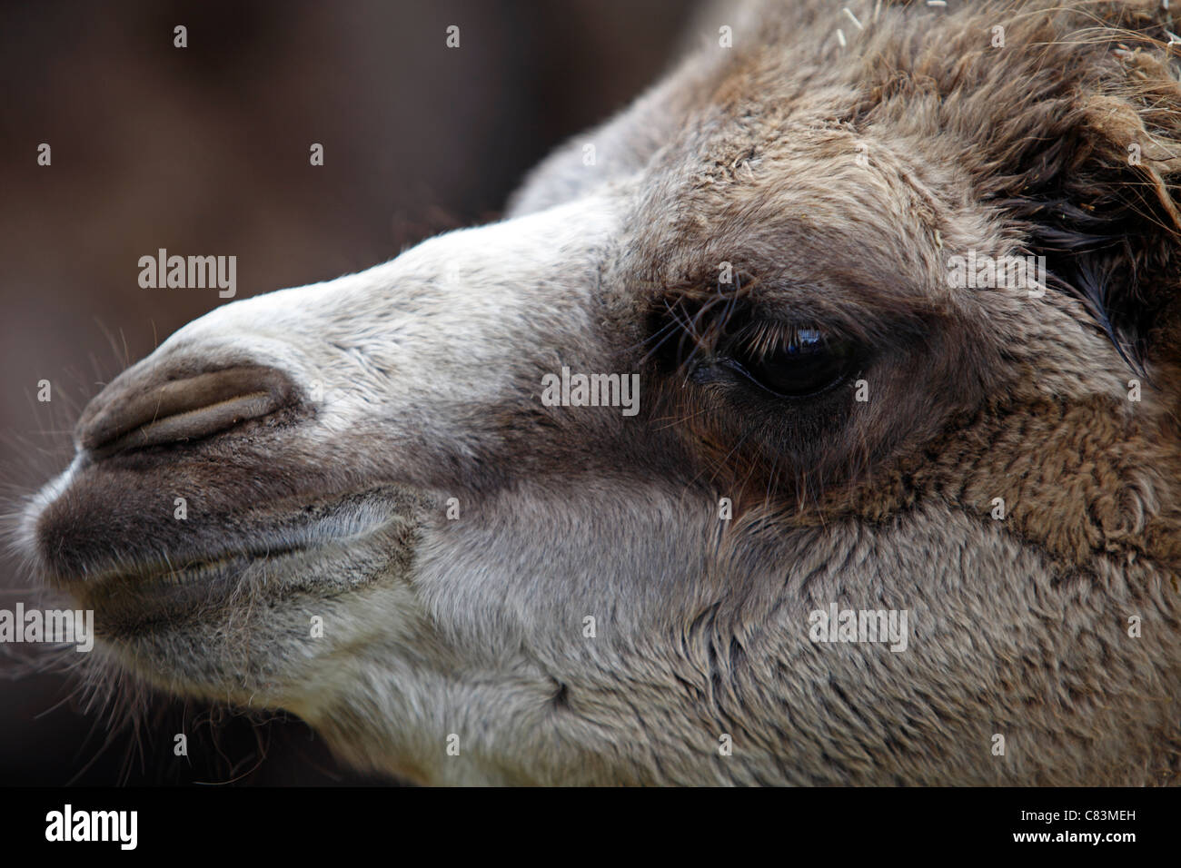 Calf face hi-res stock photography and images - Alamy