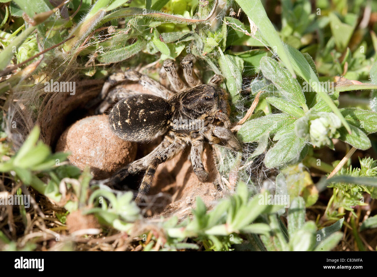 Velvet spider hi-res stock photography and images - Alamy