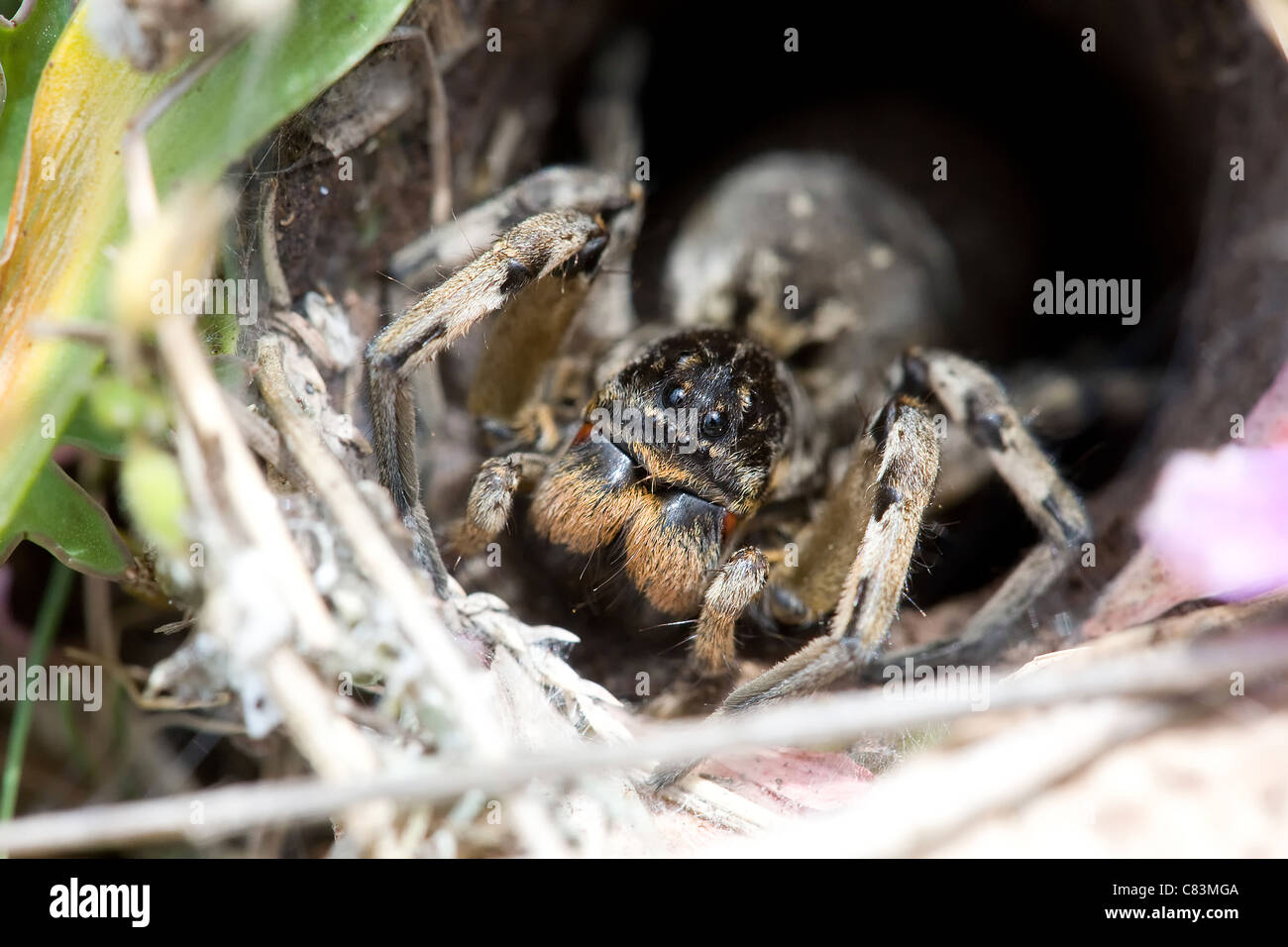 Velvet Spider (Eresidae Stock Photo - Alamy