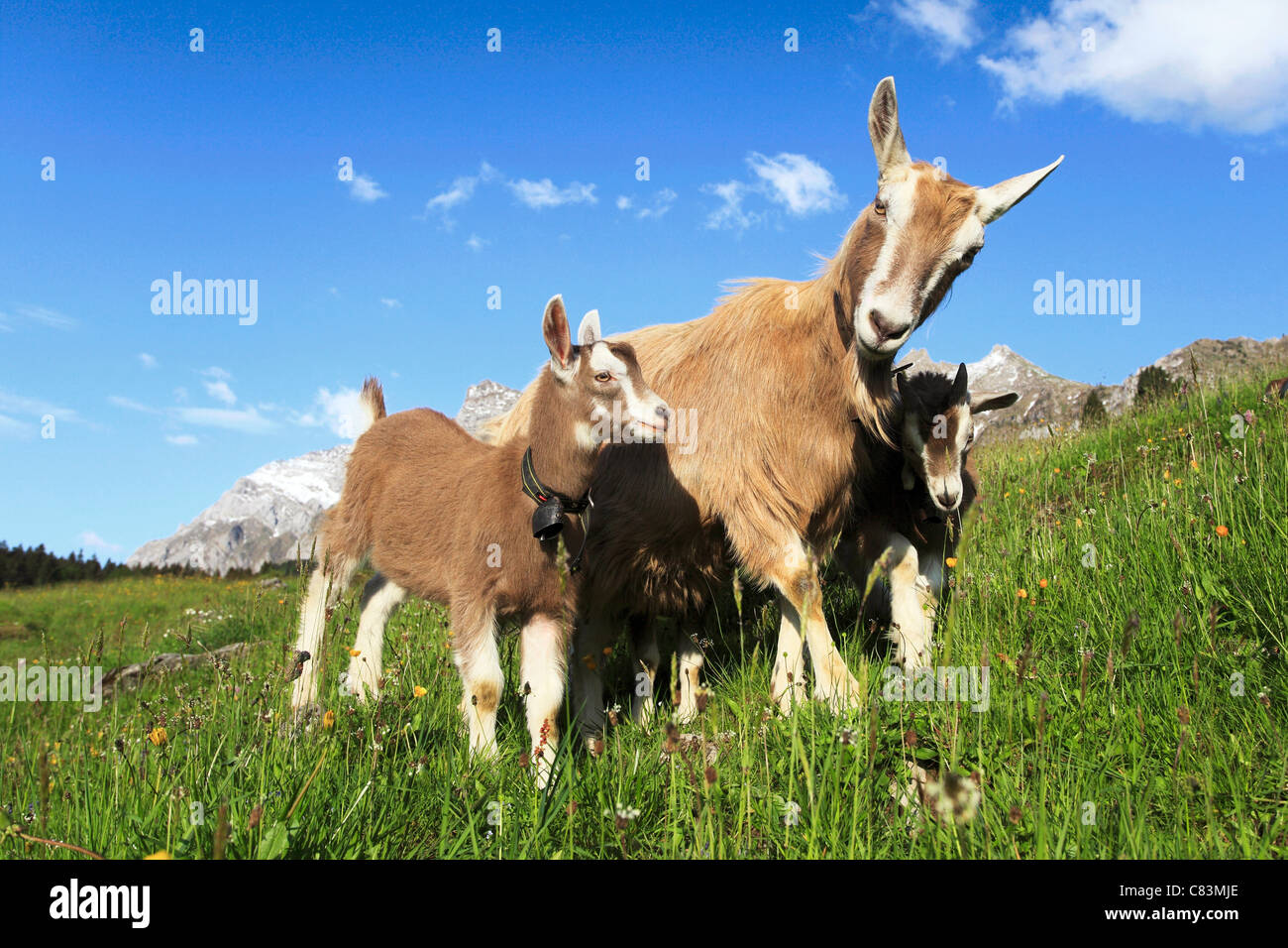 Goat and cubs on meadow Stock Photo - Alamy