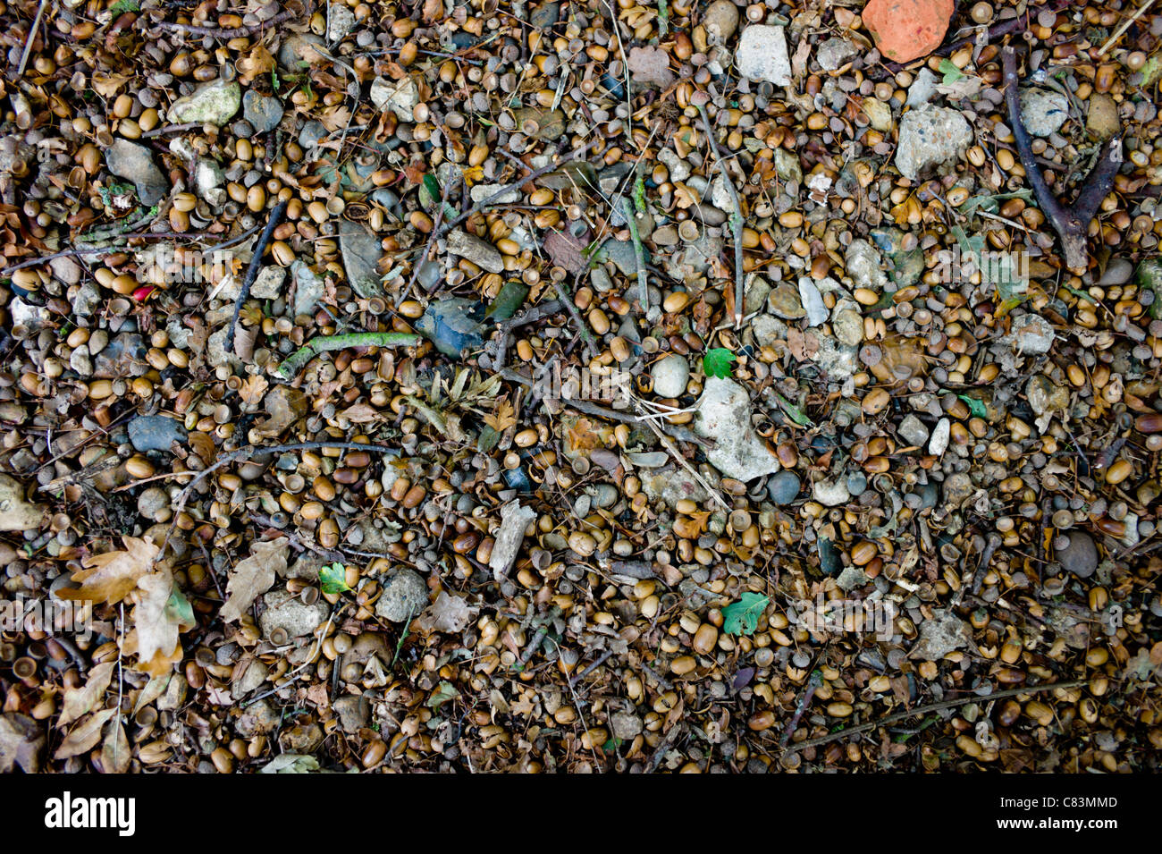 Acorns on the ground Stock Photo - Alamy
