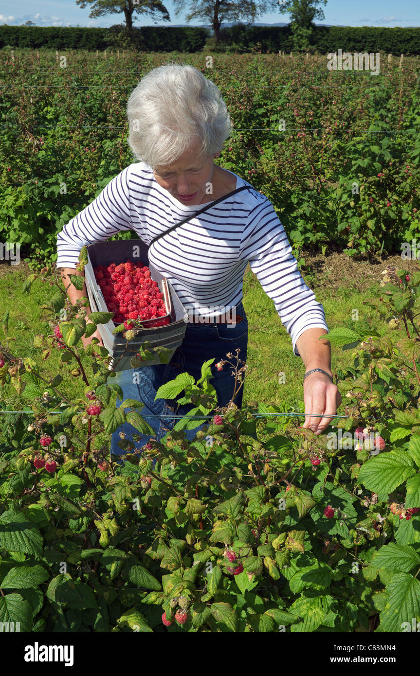 Collecting fruit hi-res stock photography and images - Alamy