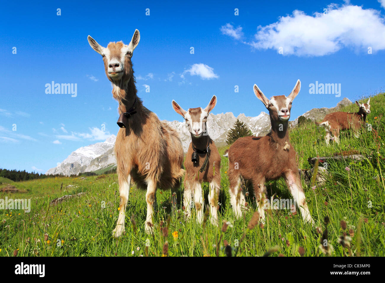 Goat and cubs on meadow Stock Photo - Alamy