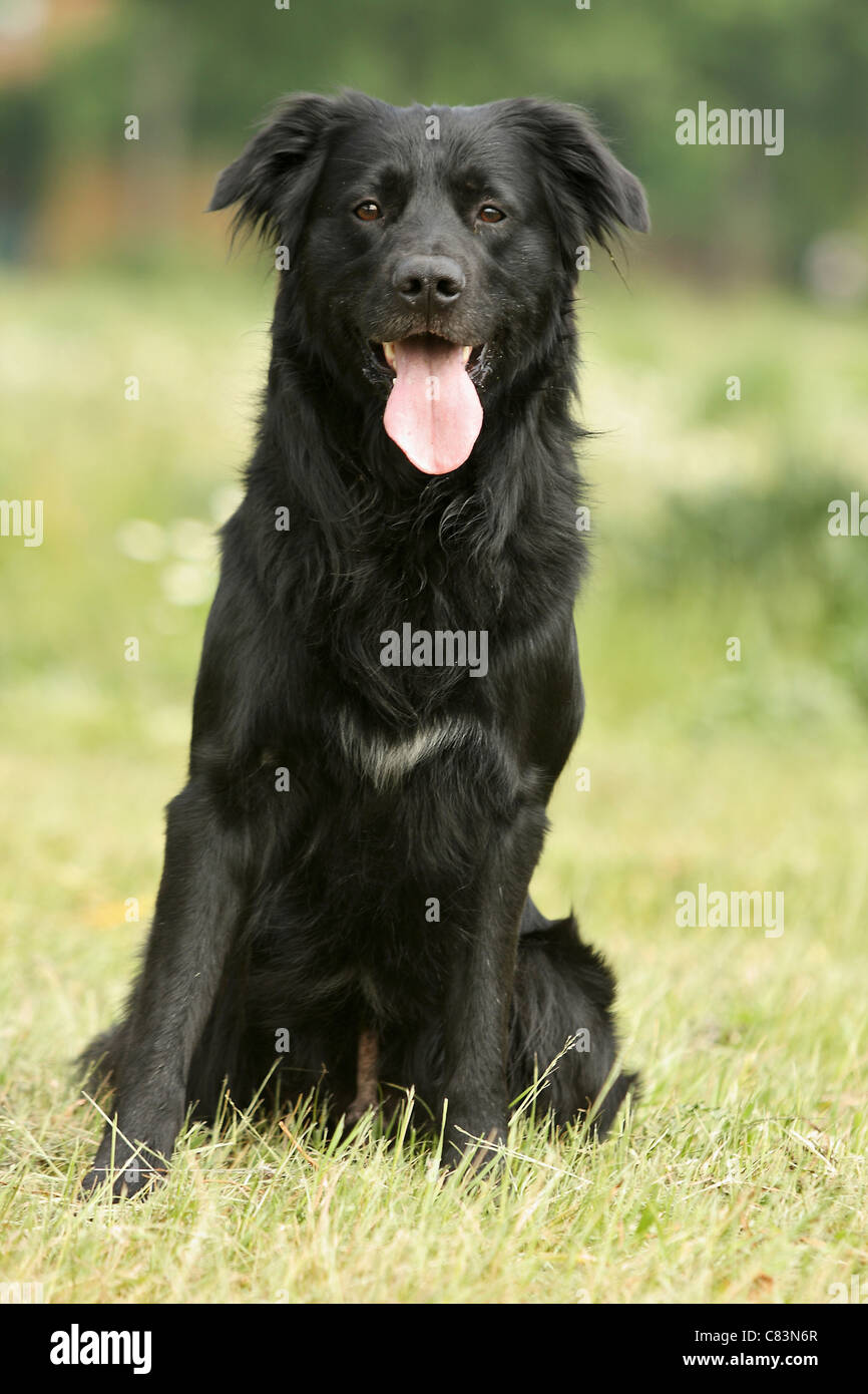 half breed dog - sitting on meadow Stock Photo - Alamy