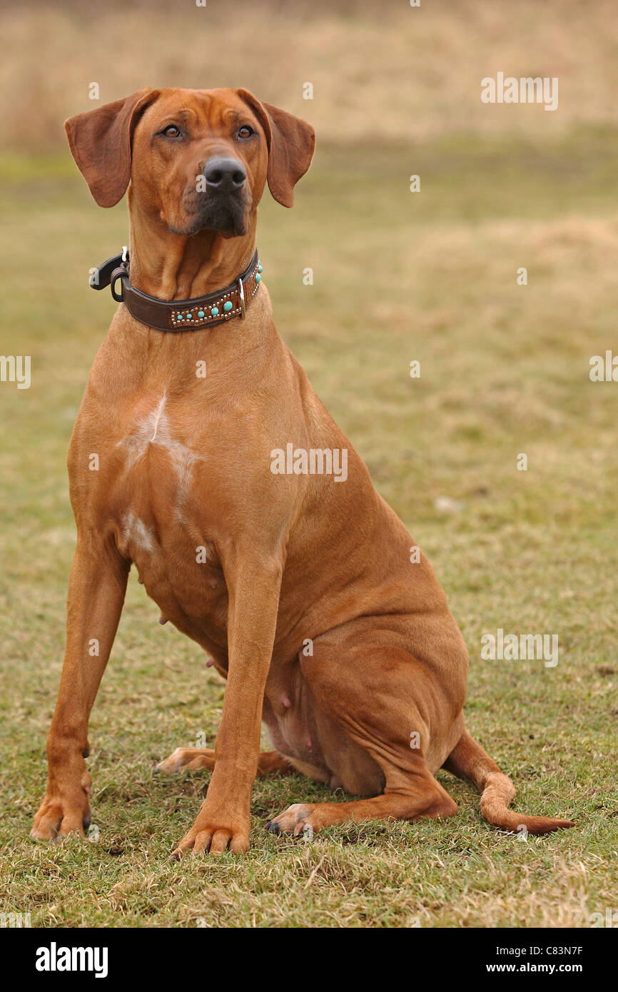 Rhodesian Ridgeback - sitting on meadow Stock Photo - Alamy