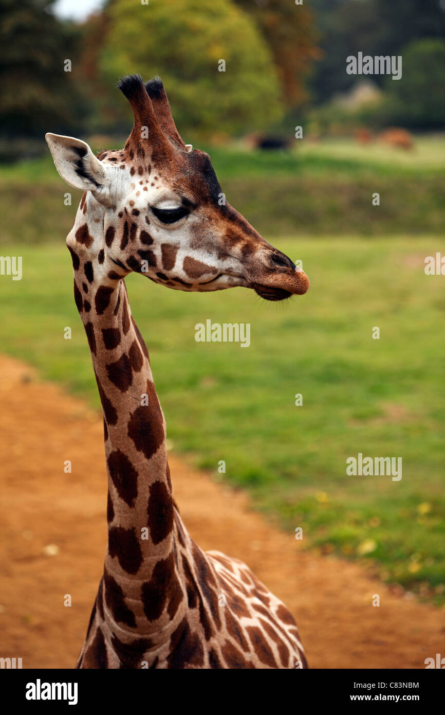 Giraffe closeup head neck detail hi-res stock photography and images ...