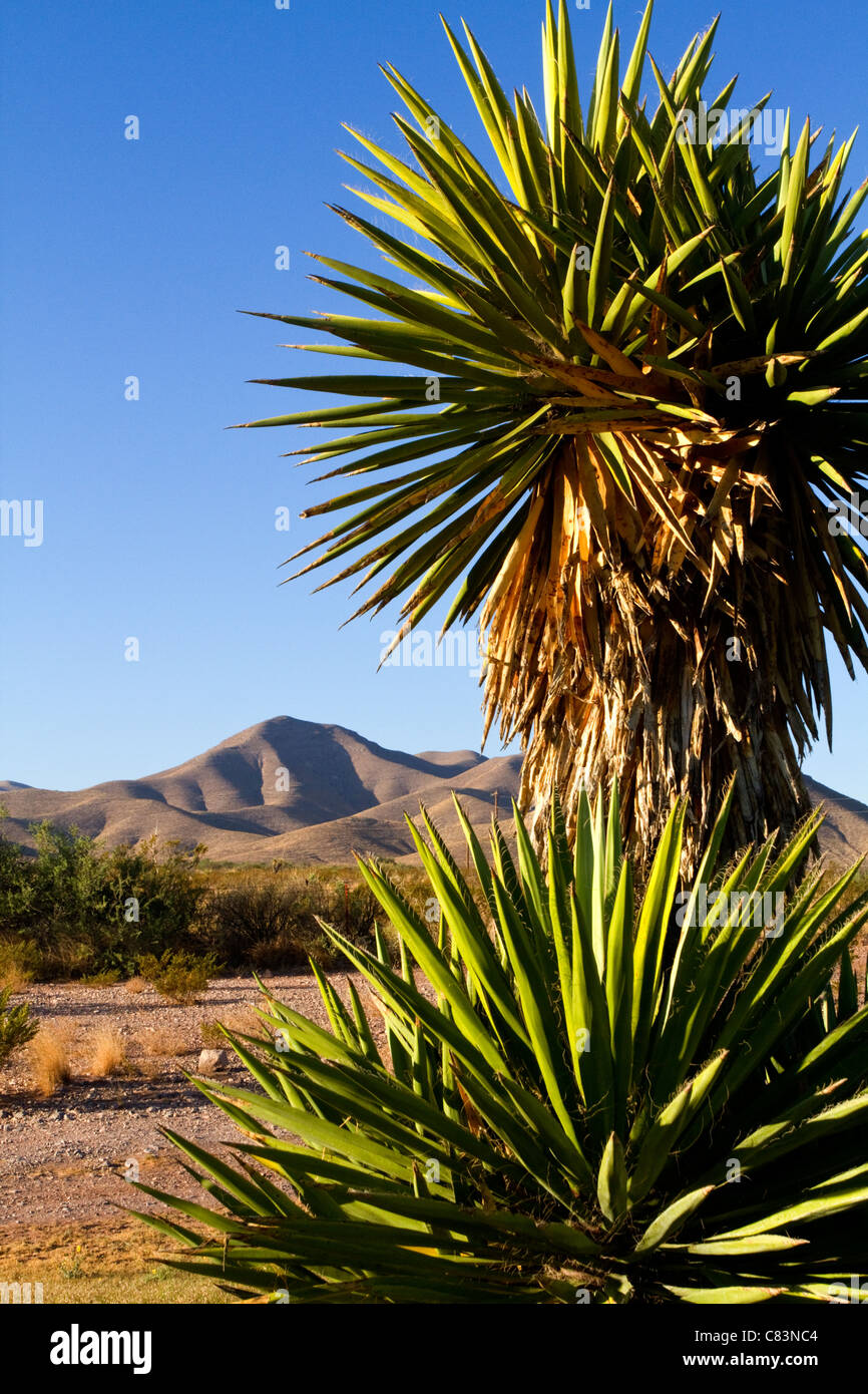 West Texas Cactus and Mountain in Desert Stock Photo - Alamy