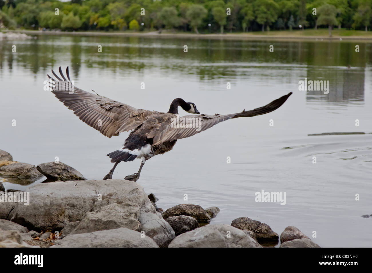 A Canadian goose about to take off for flight with its wings spread ...