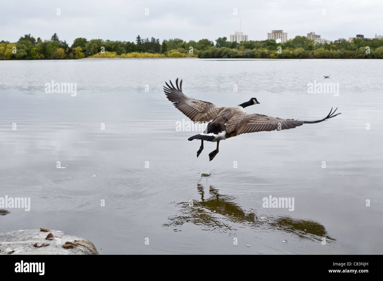 A Canadian goose about to take off for flight with its wings spread ...