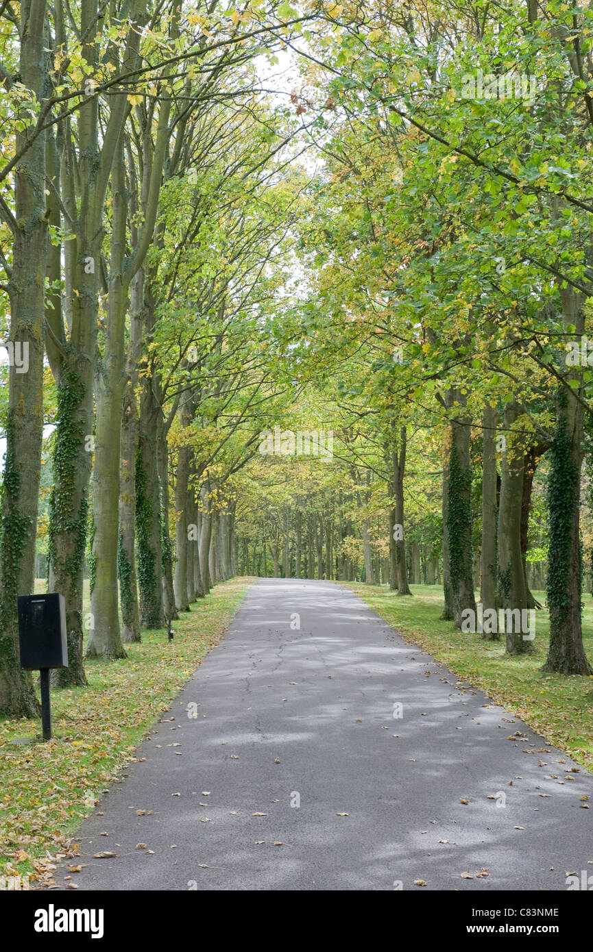 Road between trees Stock Photo - Alamy