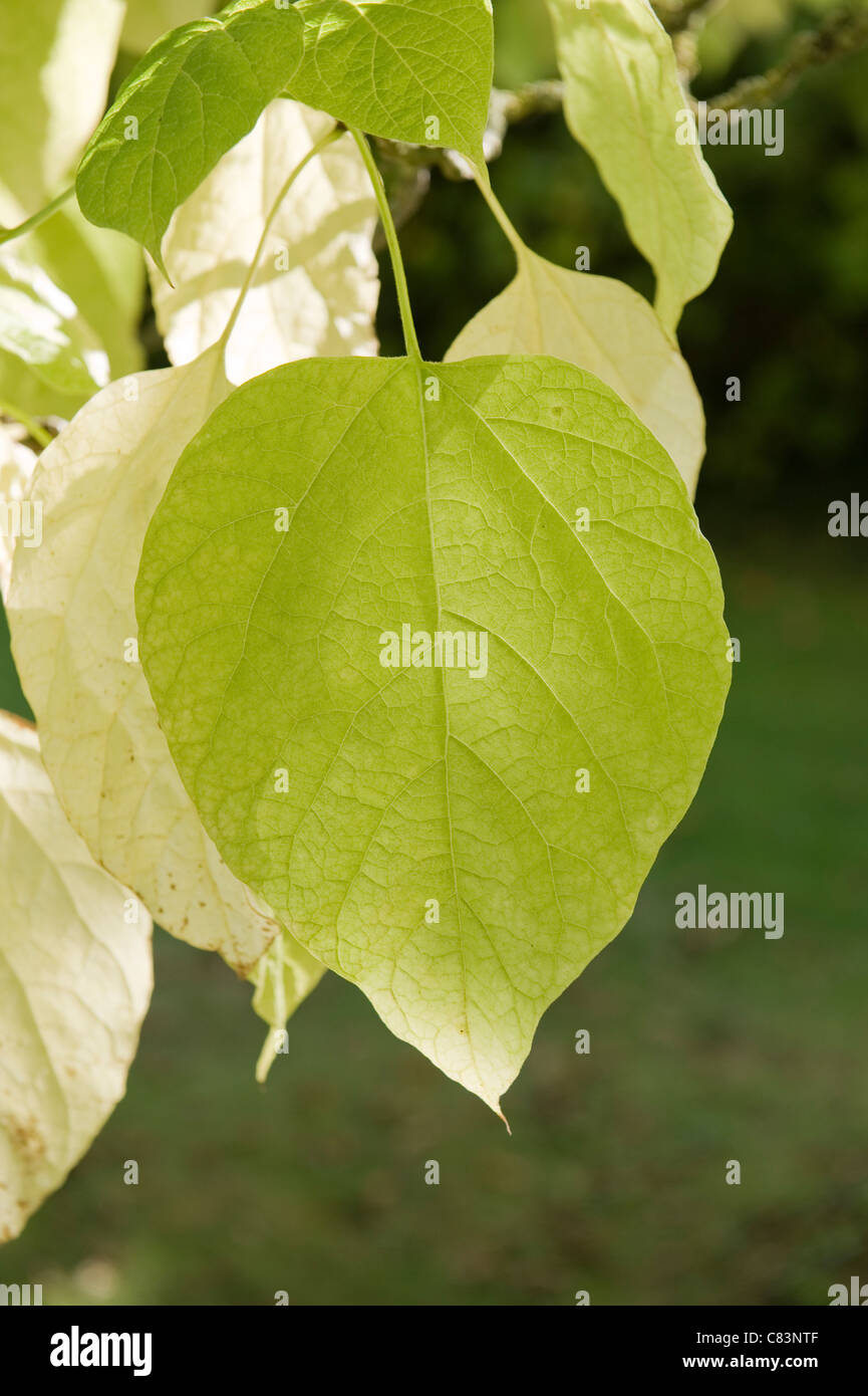 Leaf golden texture hi-res stock photography and images - Alamy