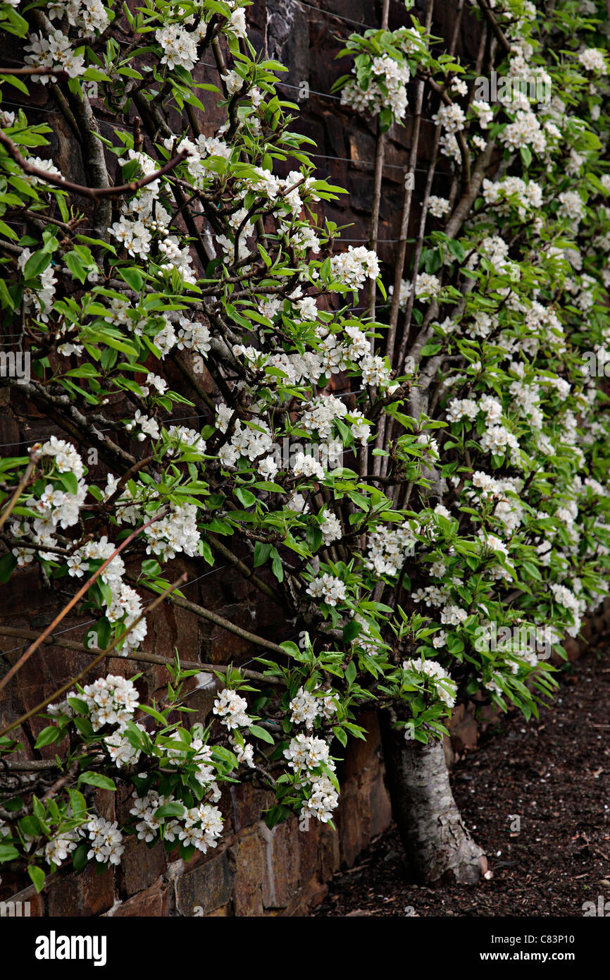 Fan trained pear tree hi-res stock photography and images - Alamy