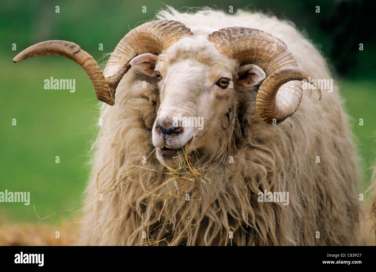 Domestic Sheep, Valachian Sheep, native walachian sheep (Ovis ...