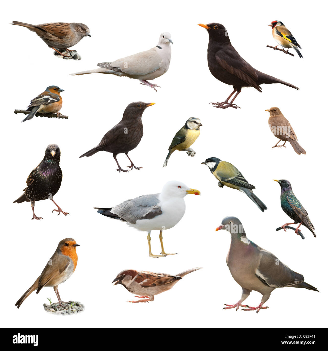 Collage of British garden birds isolated on white background Stock ...