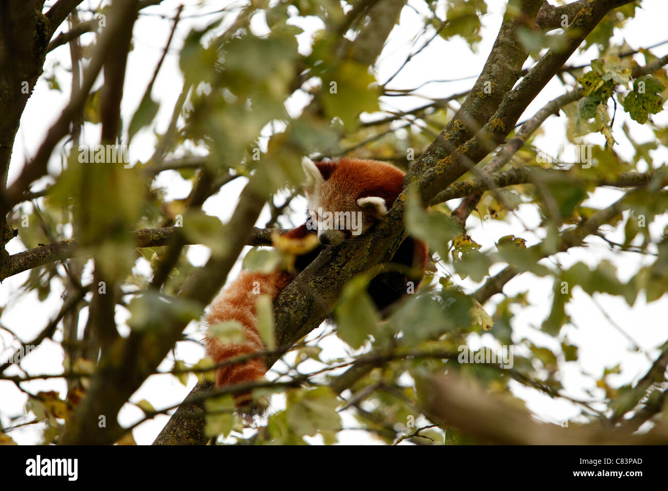 Red Panda in the crook of a branch resting Stock Photo - Alamy