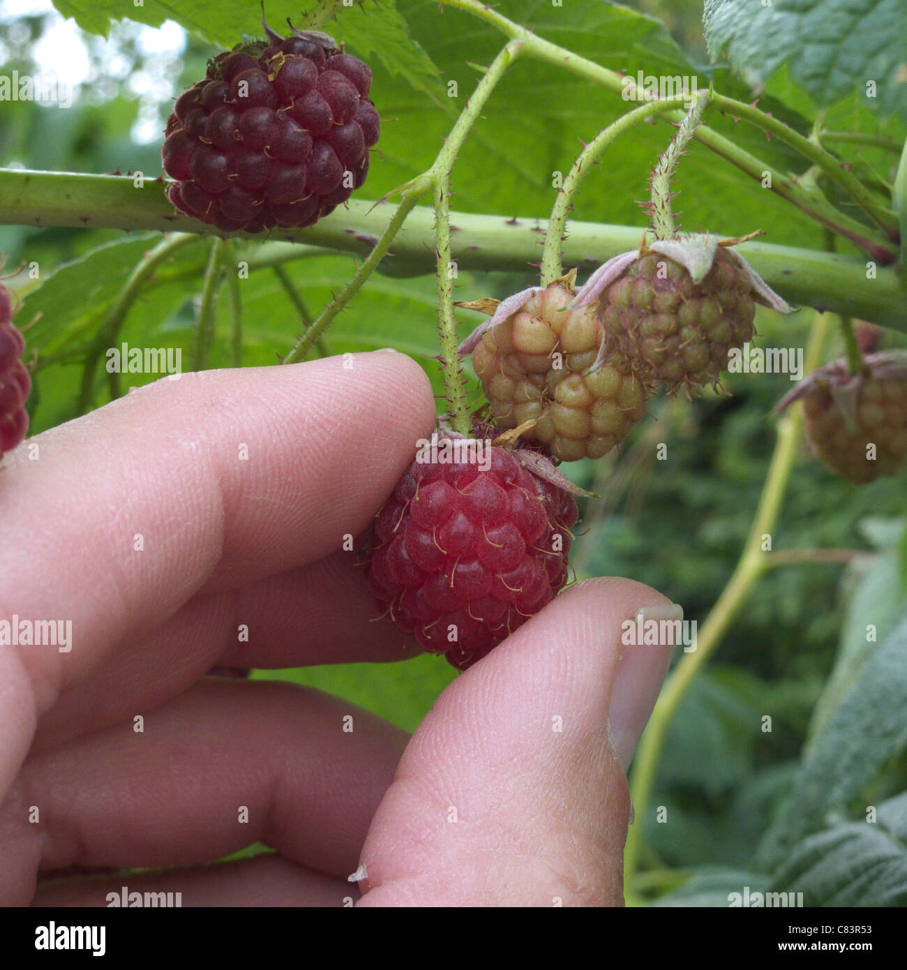 Harvesting Fruits High Resolution Stock Photography and Images - Alamy