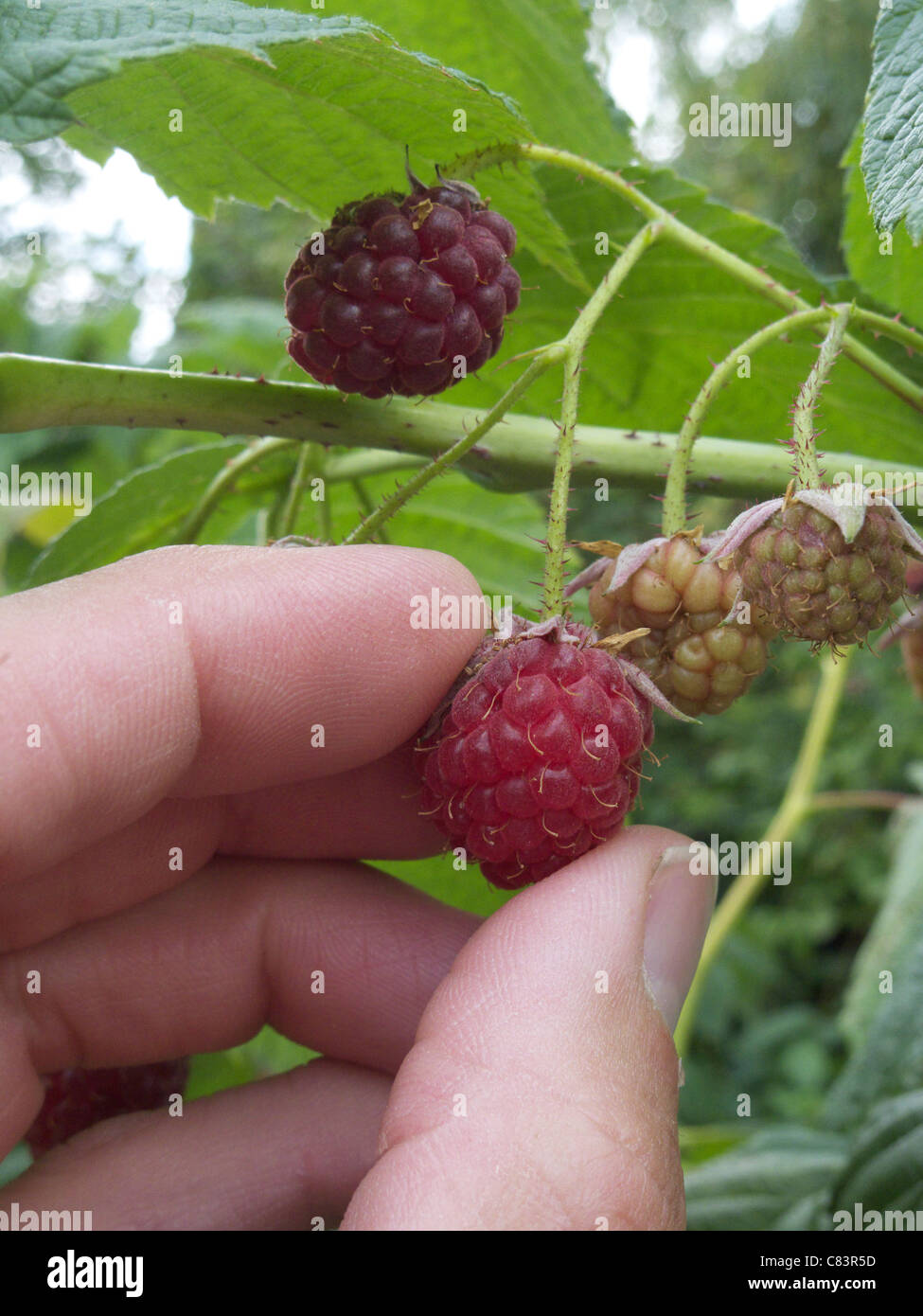 Picking raspberries uk hi-res stock photography and images - Alamy