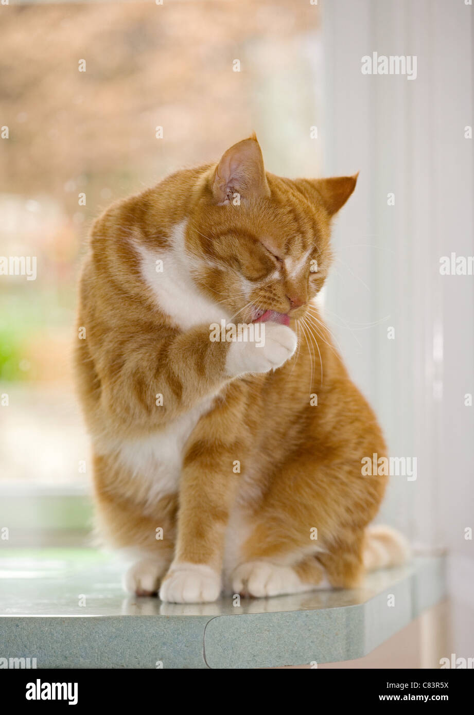 domestic cat - sitting at window - licking its paw Stock Photo - Alamy