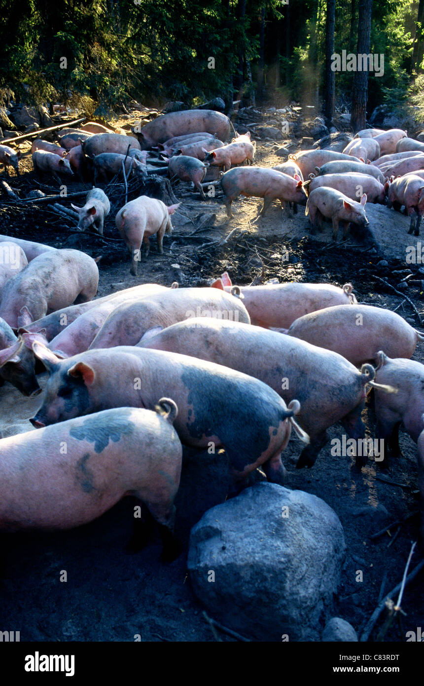 Pigs sweden hi-res stock photography and images - Alamy