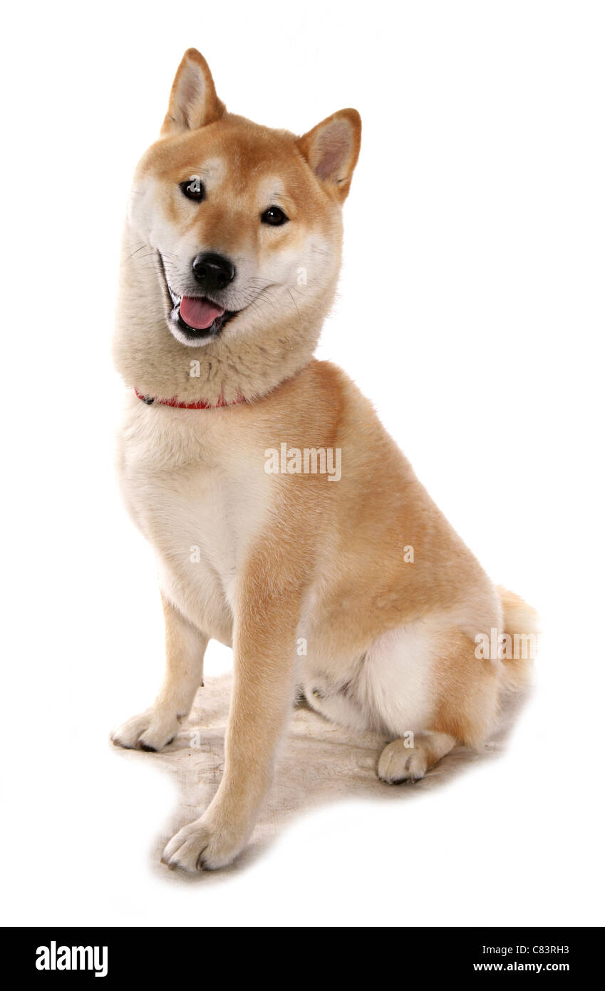 Shiba Inu dog - sitting - cut out Stock Photo - Alamy