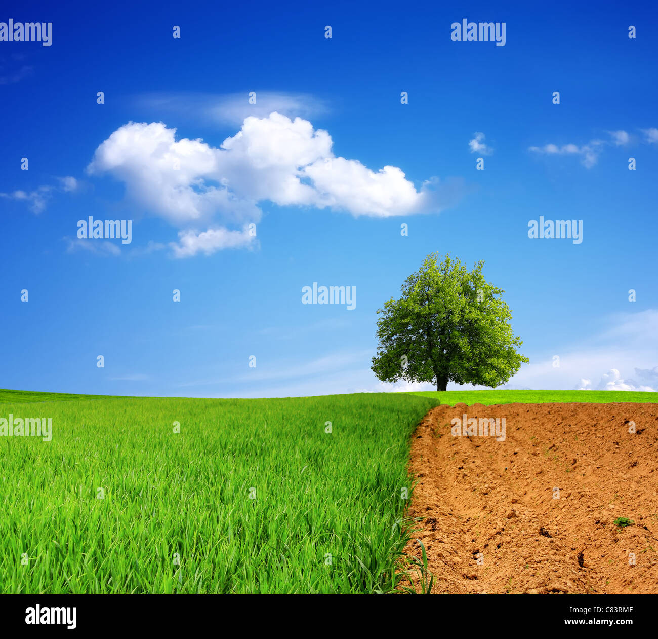 Oak tree eco system hi-res stock photography and images - Alamy