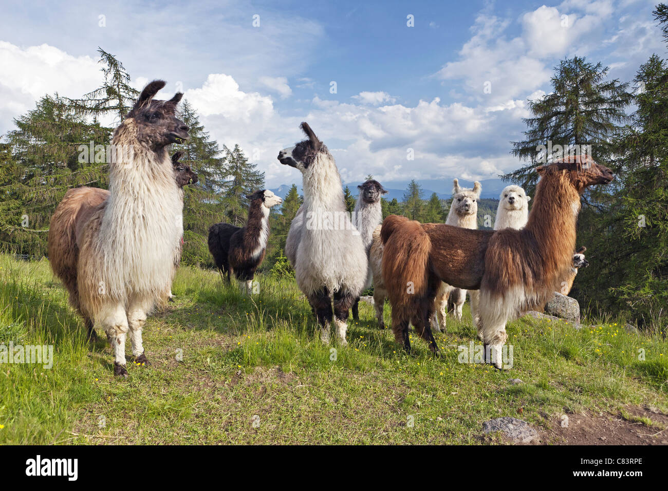 Llamas - standing on meadow Stock Photo - Alamy