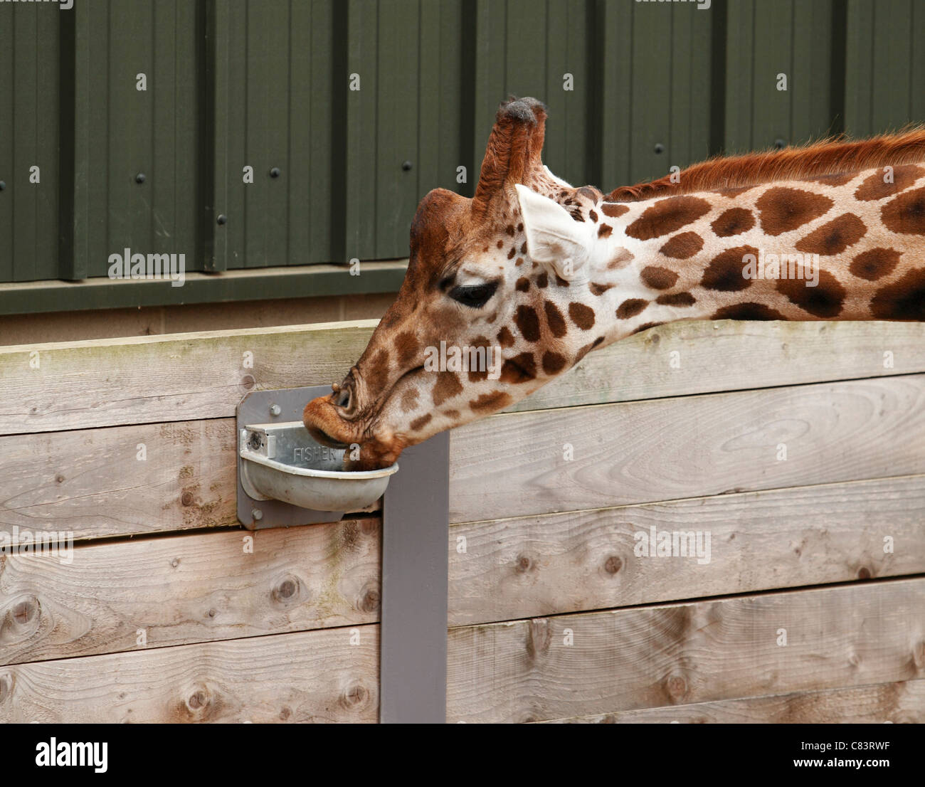 Giraffe singing hi-res stock photography and images - Alamy