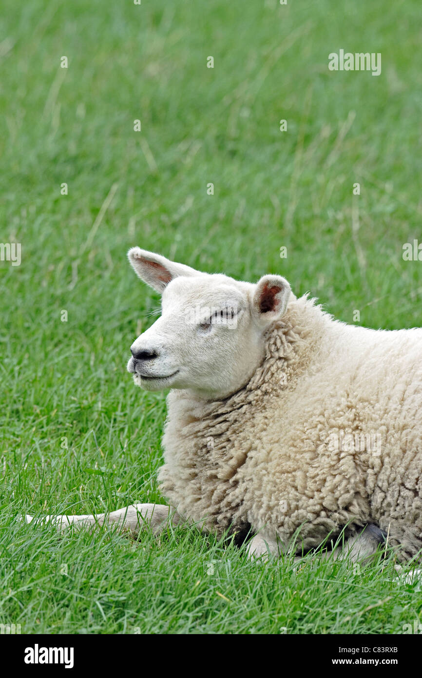 A portrait of a reclining sheep taken in a vertical format Stock Photo ...