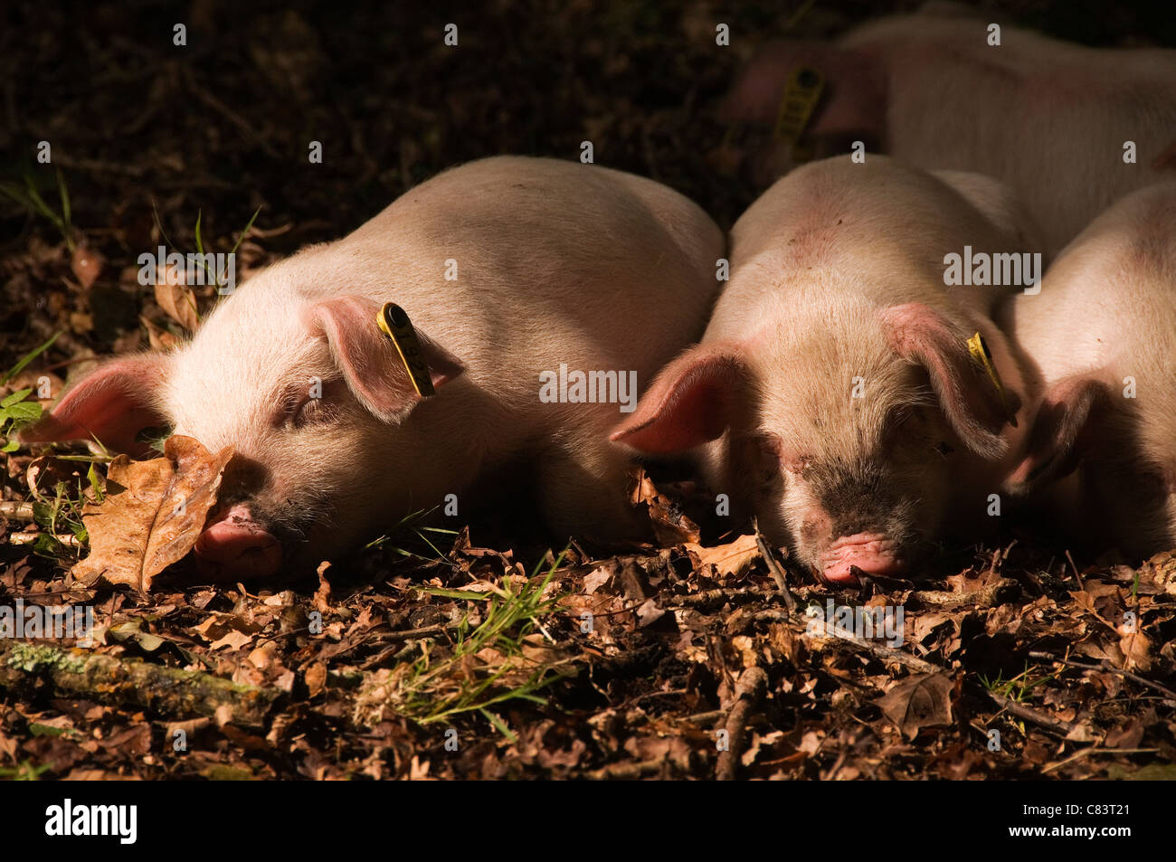 New forest pigs released to forage hi-res stock photography and images ...