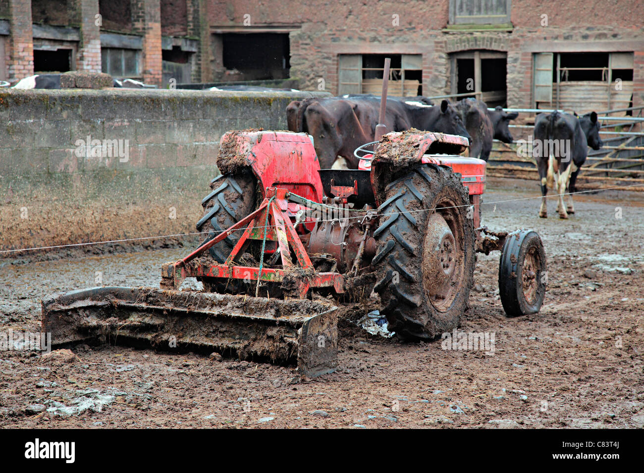 The muck scraper tractor - Massey Ferguson 135 Stock Photo - Alamy