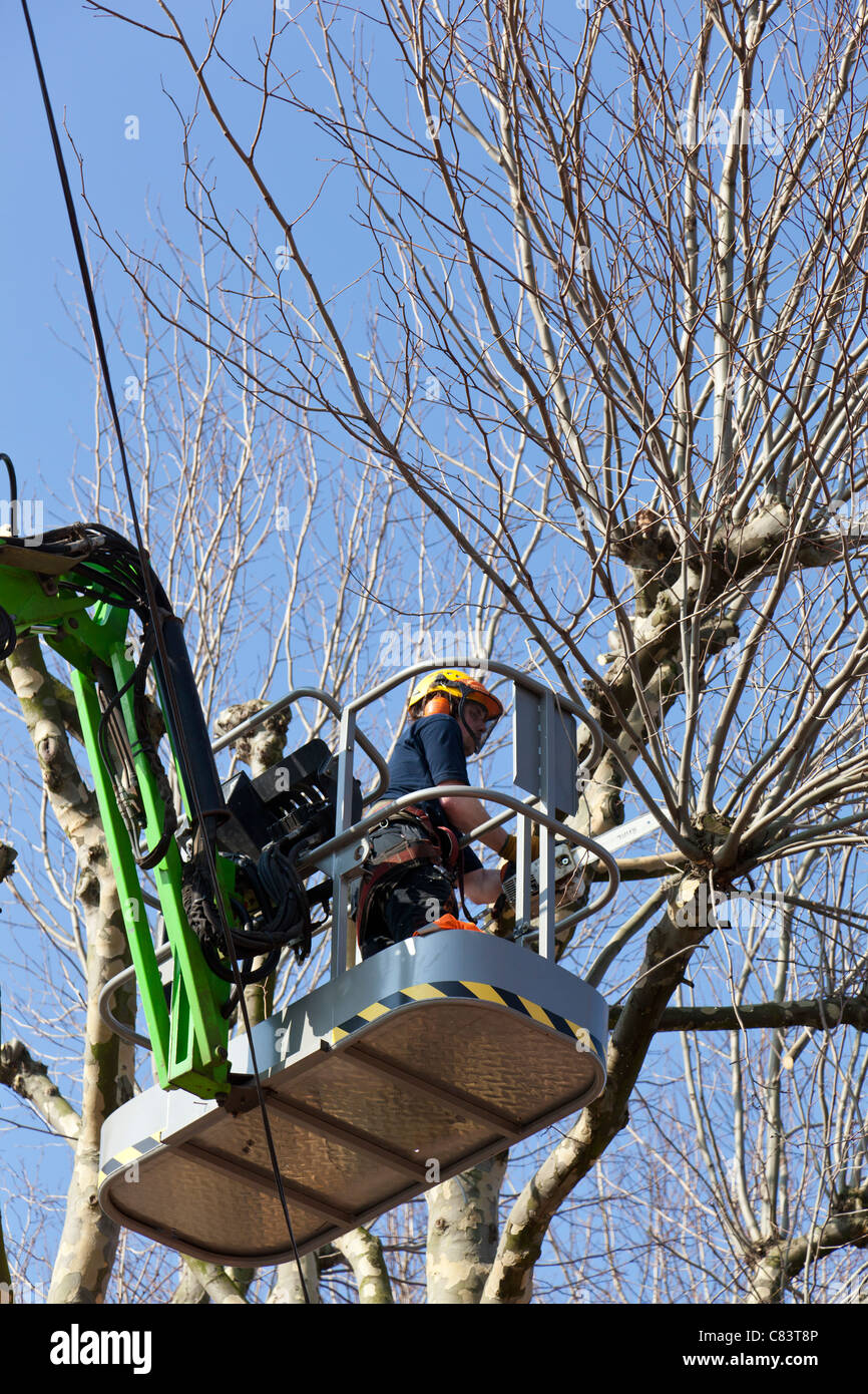 A tree surgeon pollards a plane tree from a hydraulic lift (cherry ...