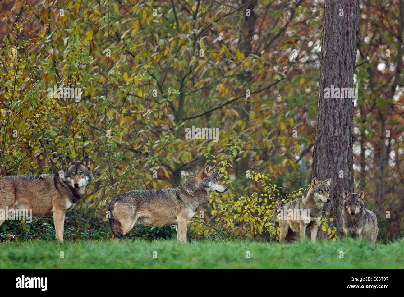 gray wolf - standing on meadow / Canis lupus Stock Photo - Alamy