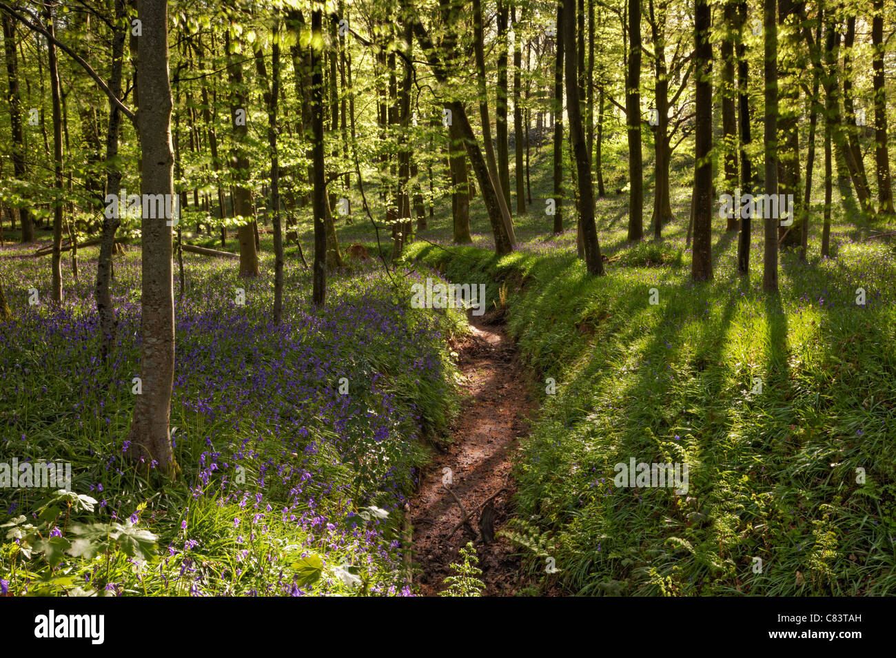 Coldwaltham park bluebell wood hi-res stock photography and images - Alamy