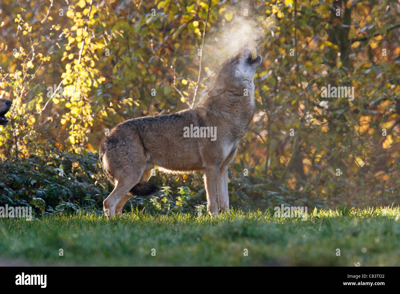 gray wolf - standing on meadow / Canis lupus Stock Photo - Alamy