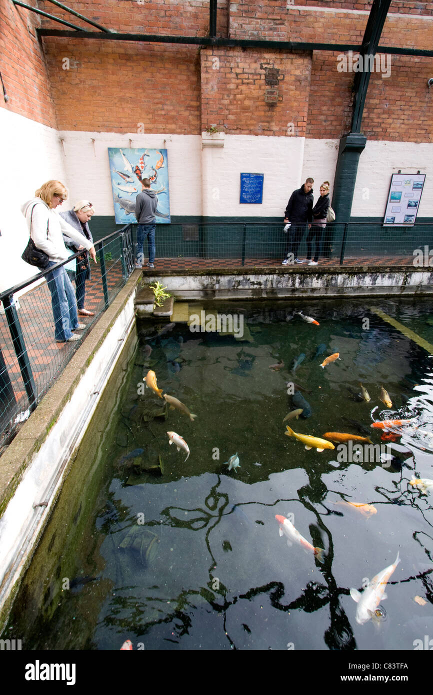 Matlock bath aquarium hi-res stock photography and images - Alamy