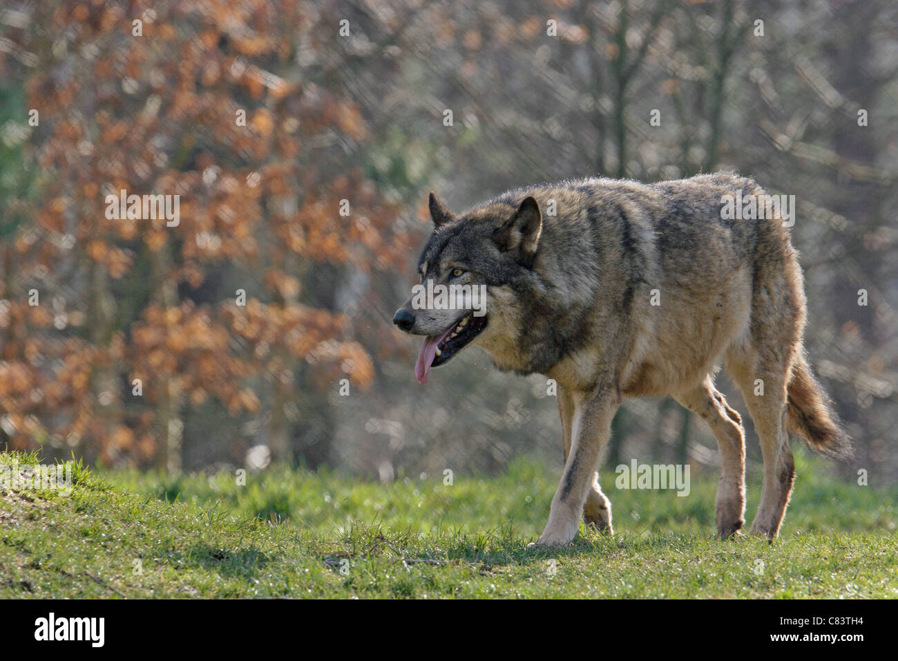 gray wolf - walking on meadow / Canis lupus Stock Photo - Alamy