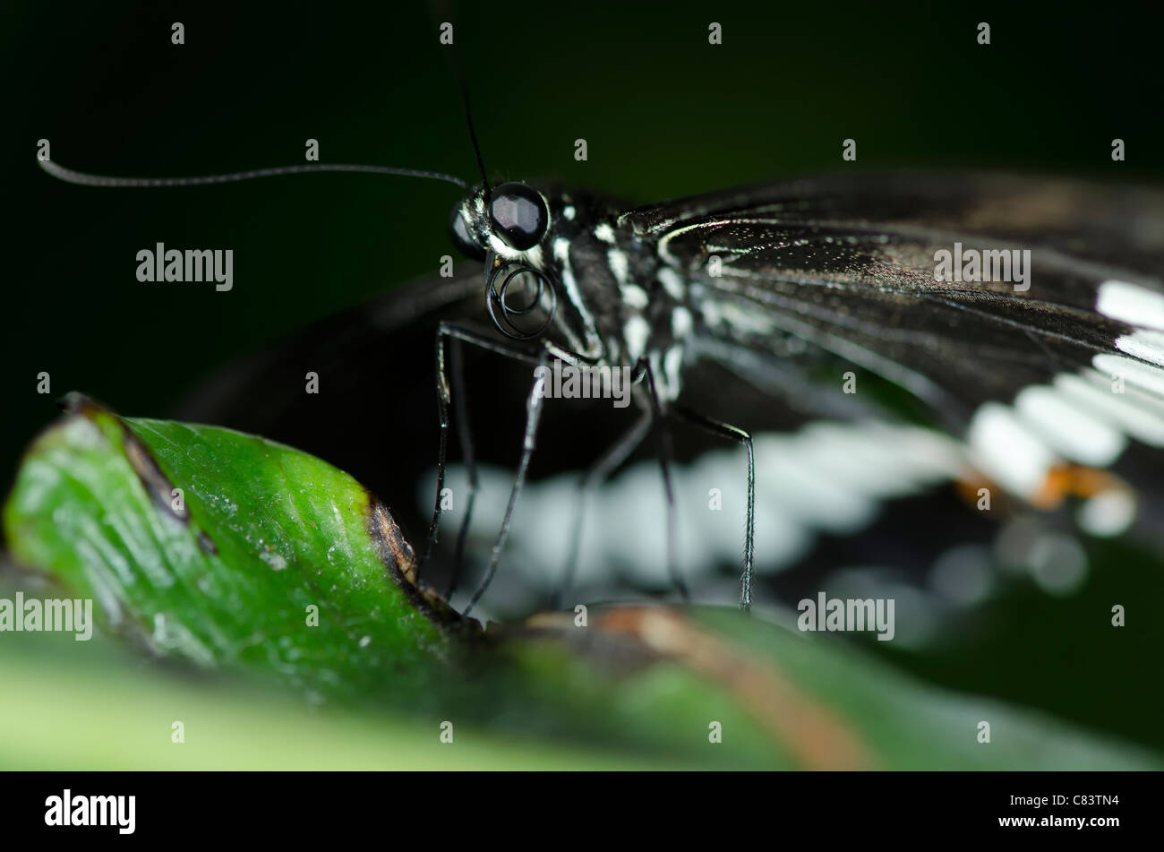 A male Common Mormon Butterfly (Papilio polytes) of the Papilionidae ...