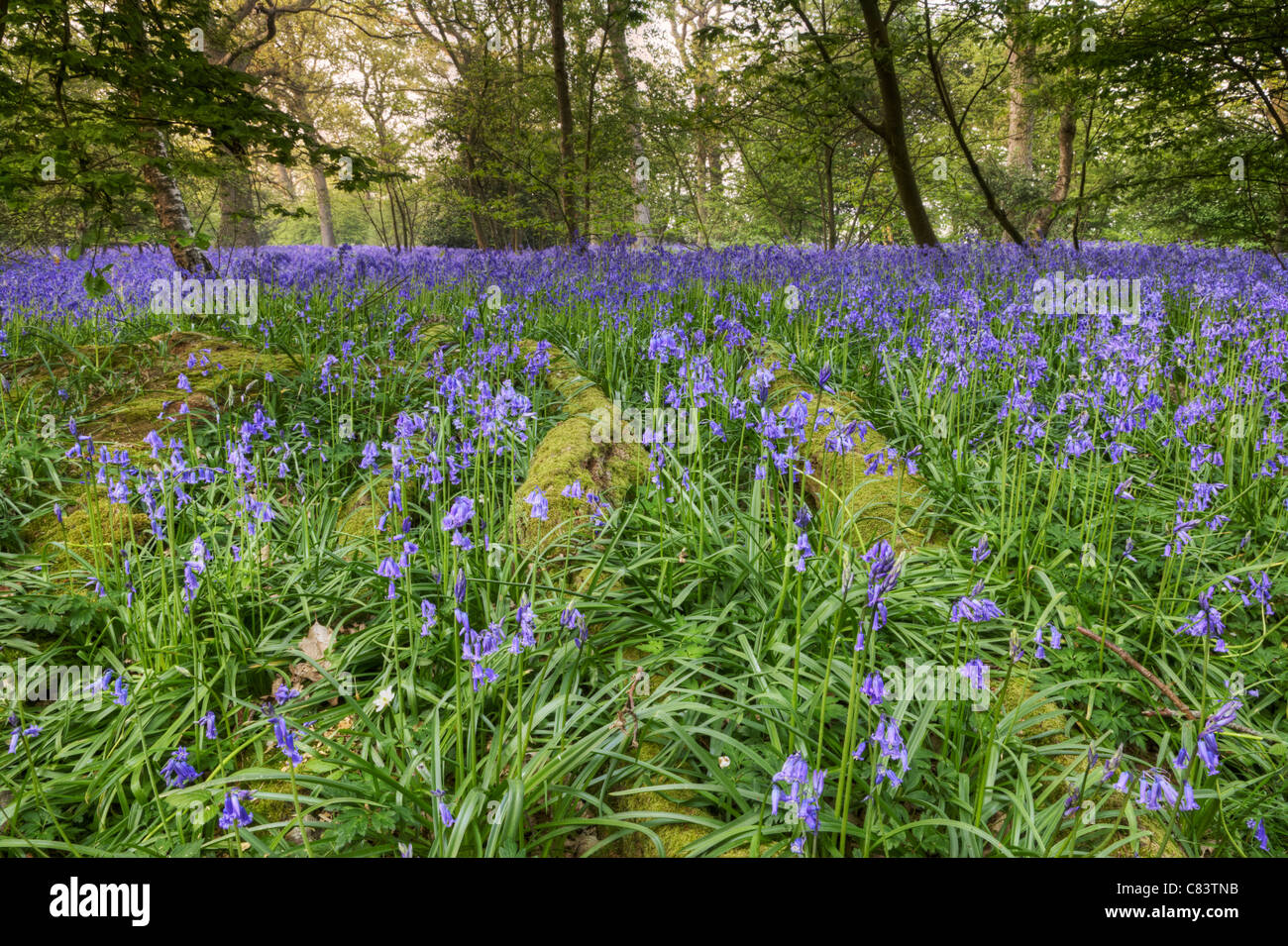 Bluebells wood tree hi-res stock photography and images - Alamy