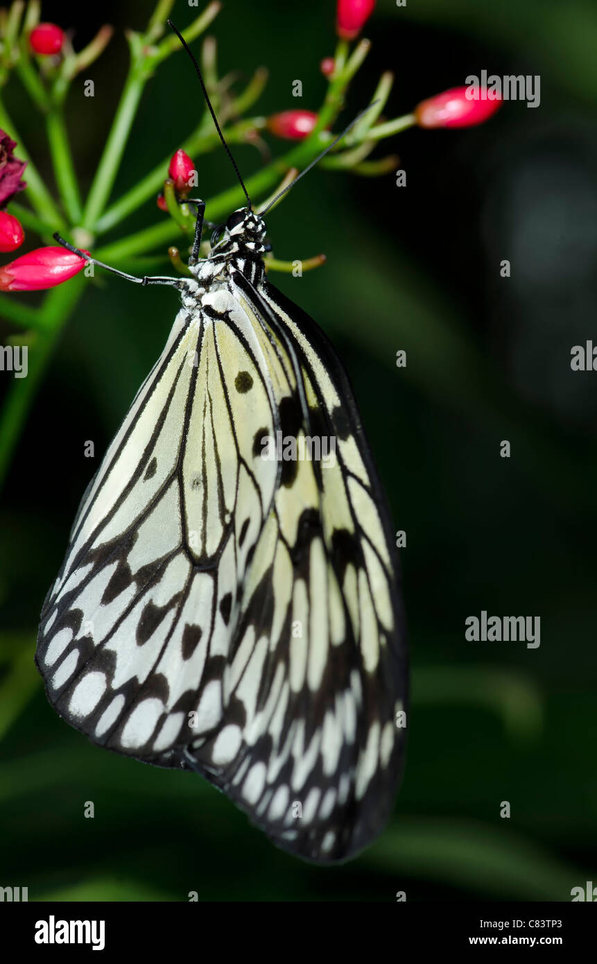 A Rice Paper Butterfly (Large Tree Nymph, Paper Kite) of the ...