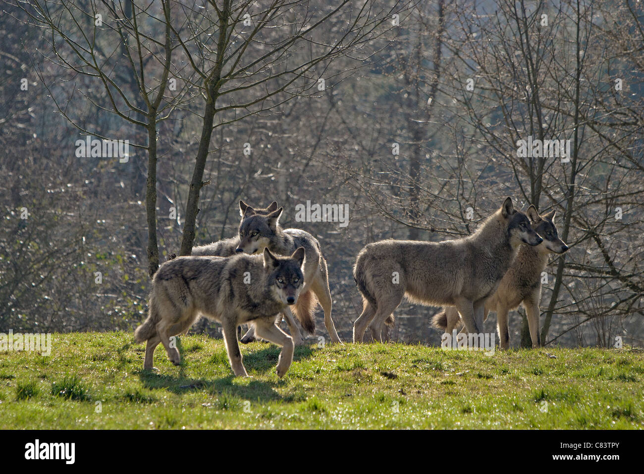 gray wolves - standing on meadow / Canis lupus Stock Photo - Alamy