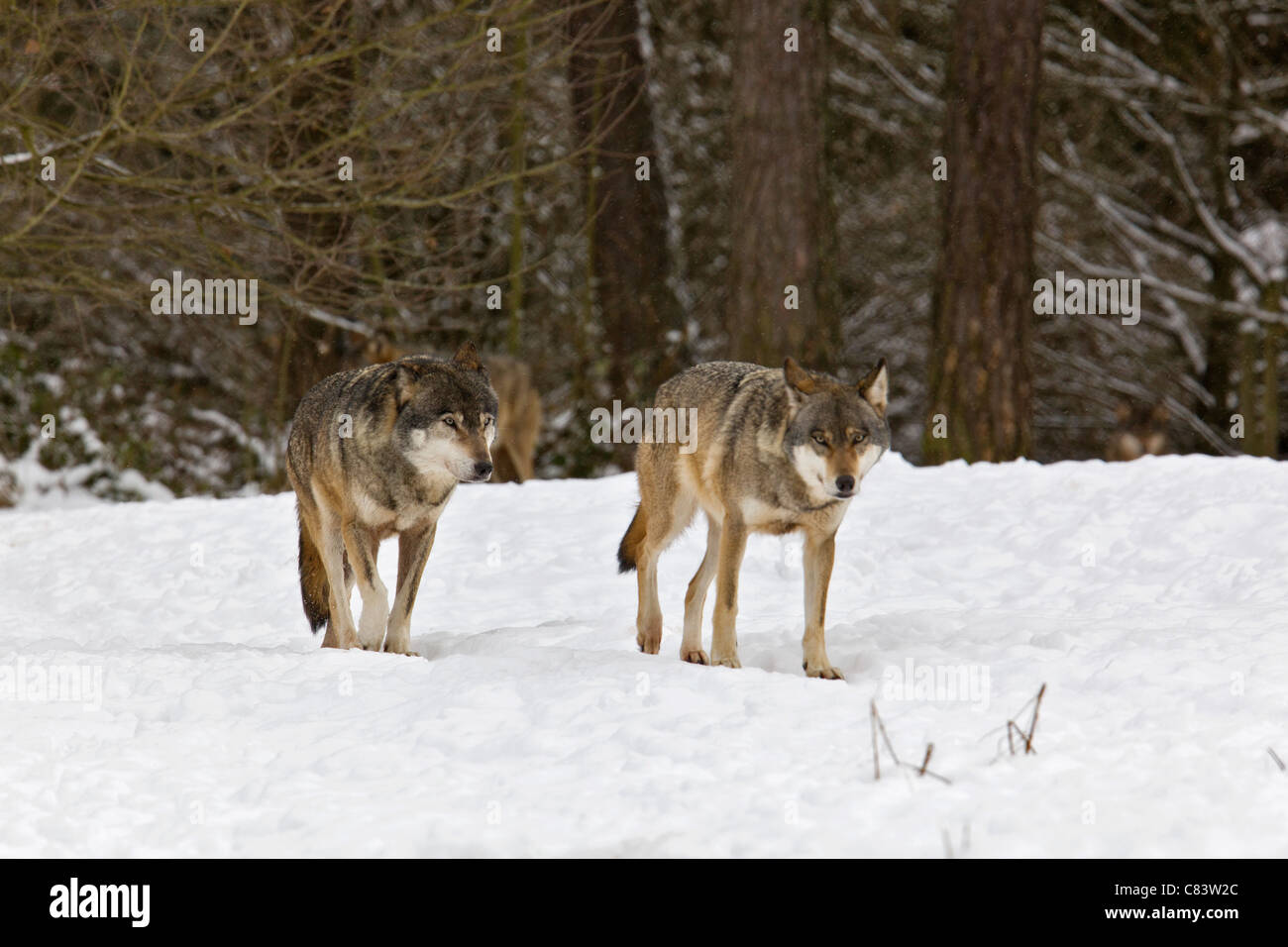 Wolves walking in the woods hi-res stock photography and images - Alamy