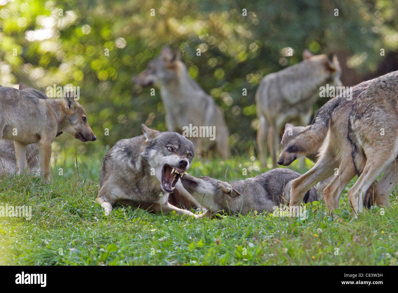 gray wolves - fighting / Canis lupus Stock Photo - Alamy