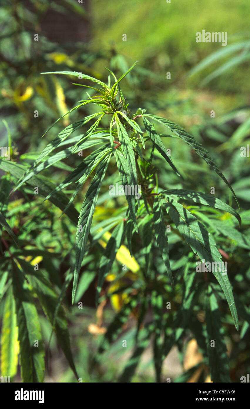 Nepal Marijuana Stock Photos & Nepal Marijuana Stock Images - Alamy