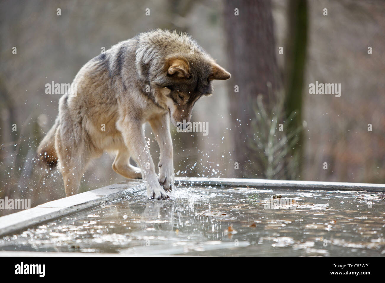 gray wolf - playing with water / Canis lupus Stock Photo - Alamy